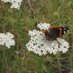 Achillea gracilis formerly Achillea millefolium (Eastern Yarrow ...