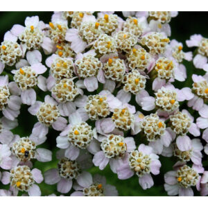 Achillea gracilis formerly Achillea millefolium (Eastern Yarrow ...