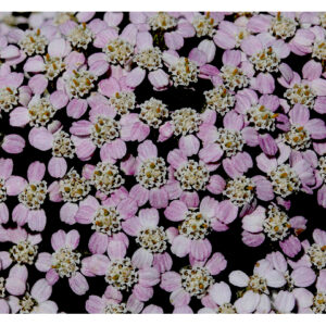 Achillea gracilis formerly Achillea millefolium (Eastern Yarrow ...