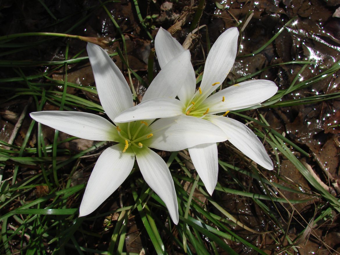 Zephyranthes atamasca (Atamasco-lilly or "Easter-lily") | Naturescapes ...