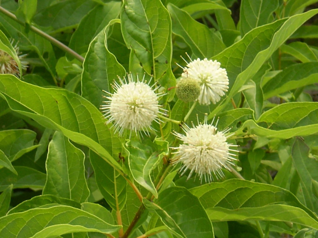 Cephalanthus occidentalis (Buttonbush) | Naturescapes of Beaufort, SC