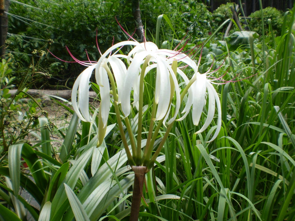 Crinum americanum/ Crinum erubescens (Swamp Lily) | Naturescapes of ...
