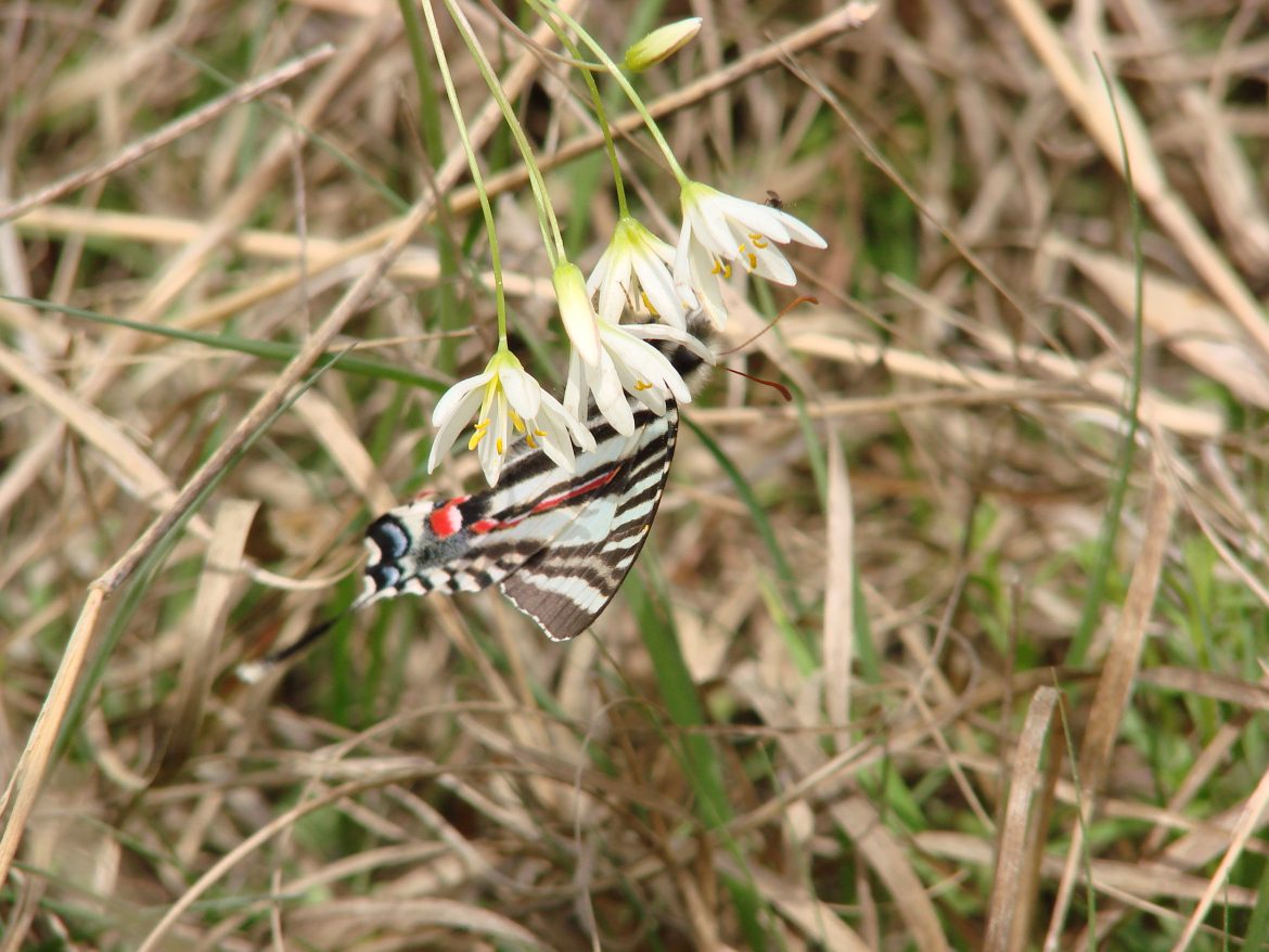 Nothoscordum bivalve (American False Garlic) SKU-NOTBIV | Naturescapes ...