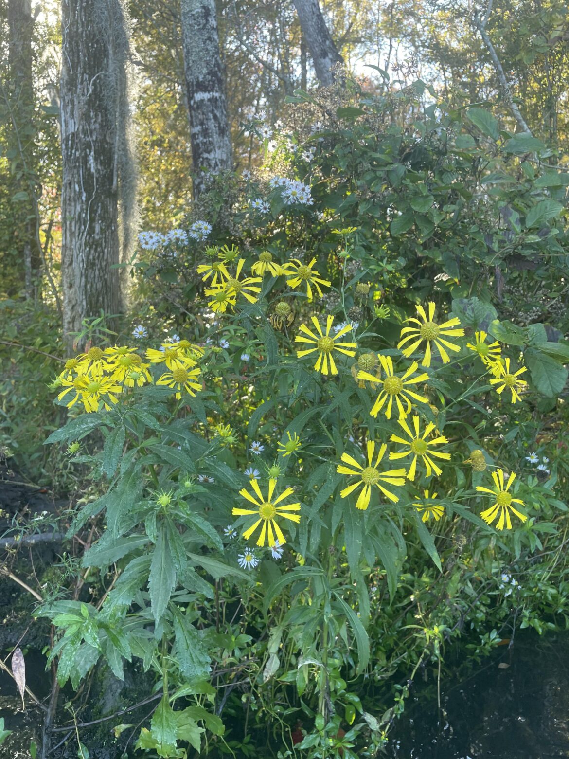 Helenium autumnale "TS Giant" ("TS Giant" Fall Sneeze Weed ...