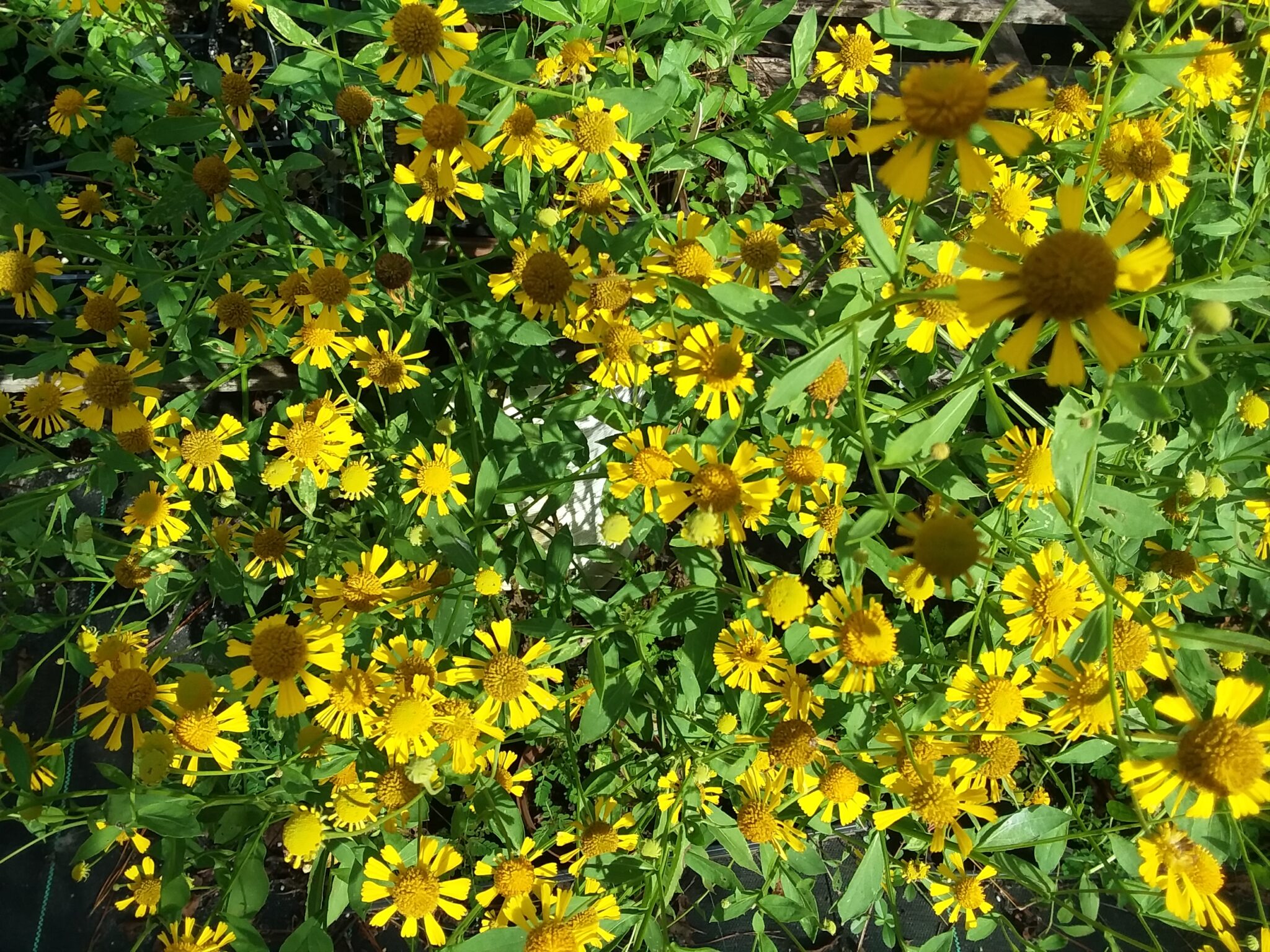 Helenium autumnale var. autumnale (Fall Sneezeweed) SKU-HELAUT ...