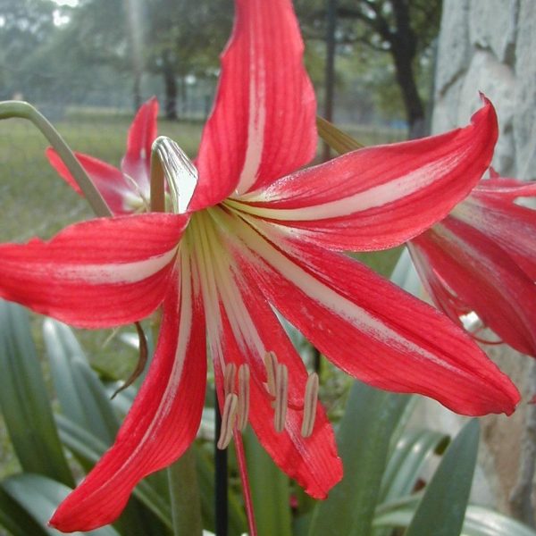 Hippeastrum x johnsonii (St. Joseph's Lily or Hardy Amaryllis ...