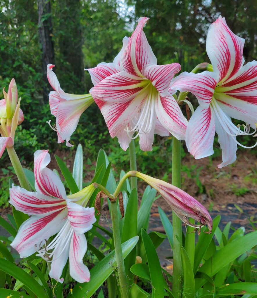 Hippeastrum x johnsonii "Apple Blossum" ("Apple Blossum" Amaryllis ...