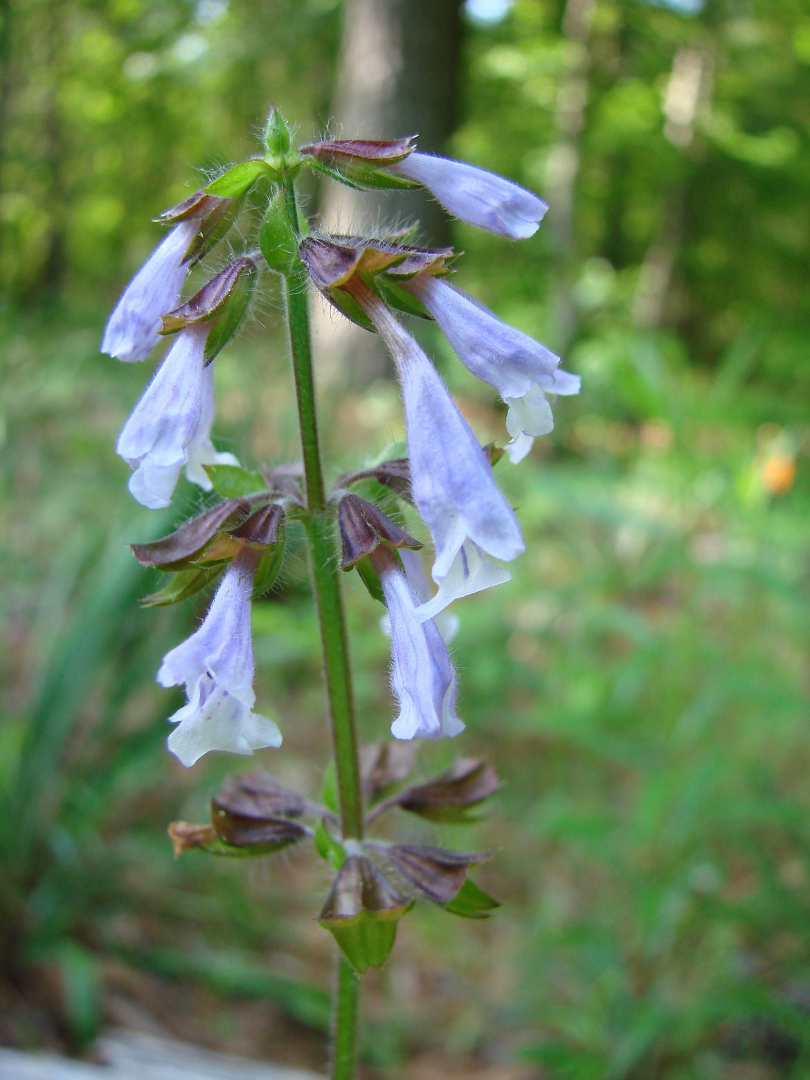 Salvia lyrata (Lyreleaf Sage) | Naturescapes of Beaufort, SC