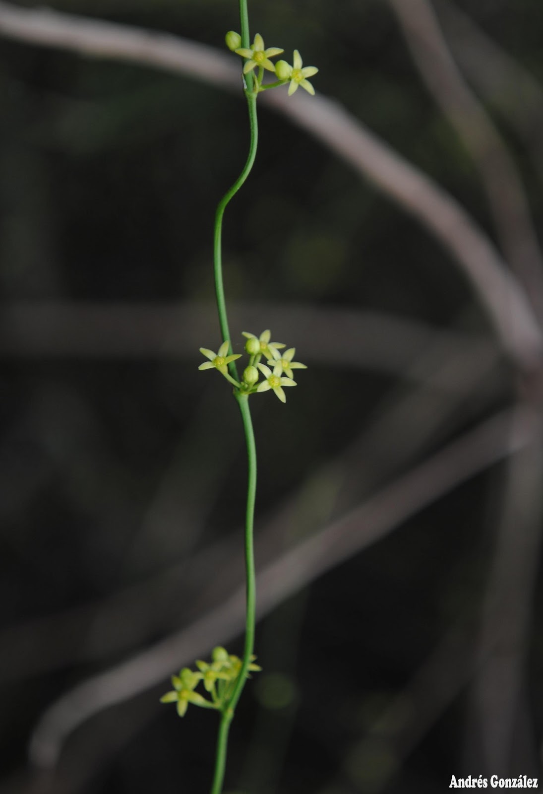 Orthosia scoparia/ Cynanchum scoparium (Leafless Swallowwort one of the ...