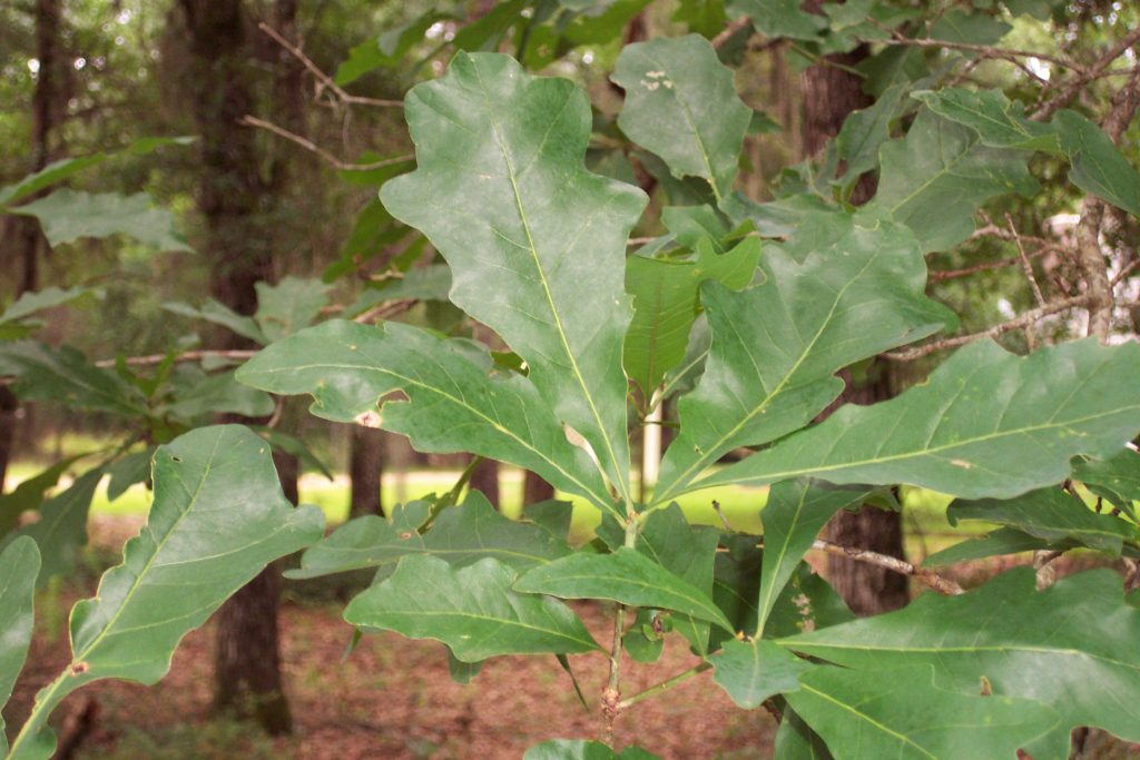 Field Trip: Last chance to see the Lady's Island Bluff Oaks ...