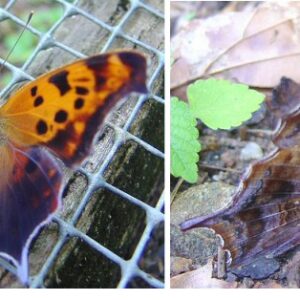 Celtis laevigata (Sugarberry/Southern Hackberry/ Palo Blanco ...