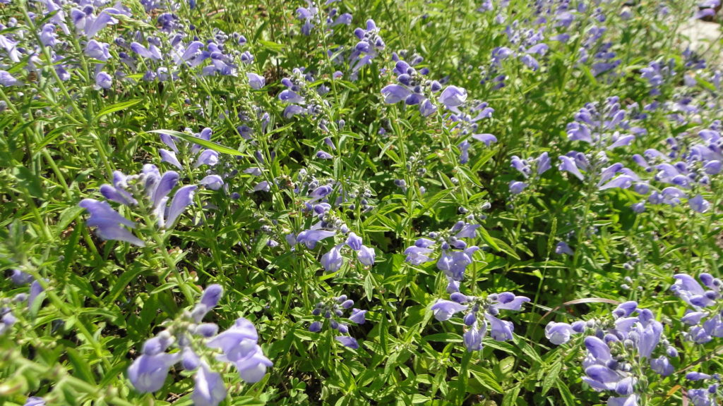 Scutelaria integrifolia (Blue-flowered Common Skullcap) | Naturescapes ...