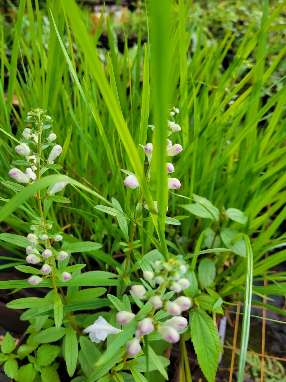 Scutelaria integrifolia (Pink Skullcap) | Naturescapes of Beaufort, SC
