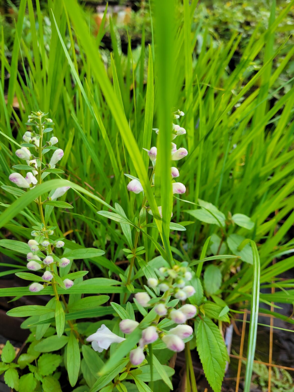 Scutelaria integrifolia (Pink Skullcap) | Naturescapes of Beaufort, SC