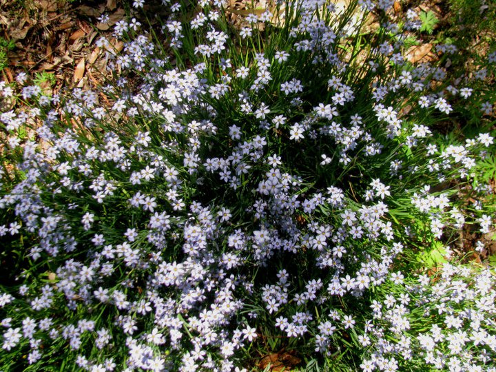 Sisyrinchium Sp Blue Eyed Grass Naturescapes Of Beaufort Sc
