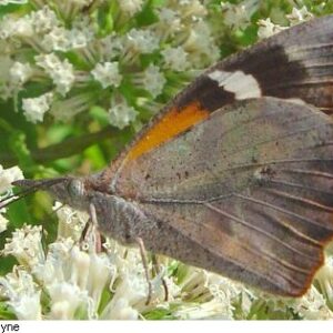 Celtis laevigata (Sugarberry/Southern Hackberry/ Palo Blanco ...