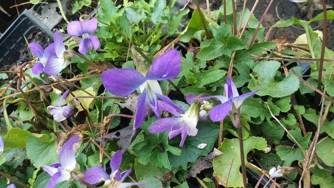 Viola septemloba (Southern Coastal Violet) | Naturescapes of Beaufort, SC