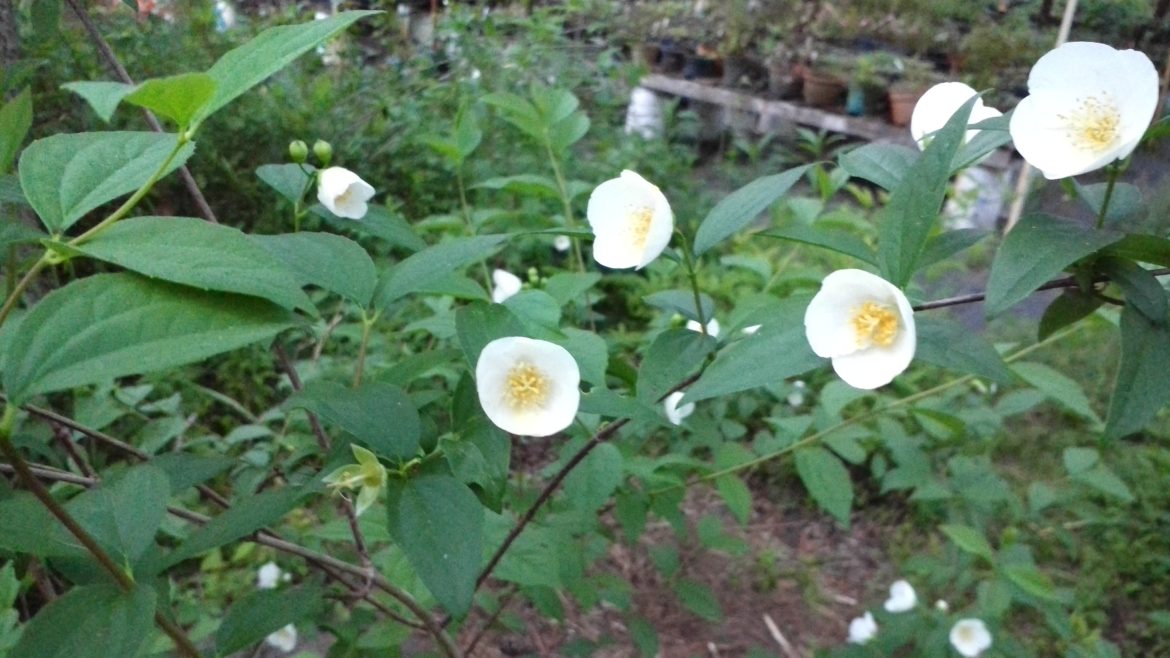 Philadelphus inodorus (Appalachian Mock-Orange) | Naturescapes of ...